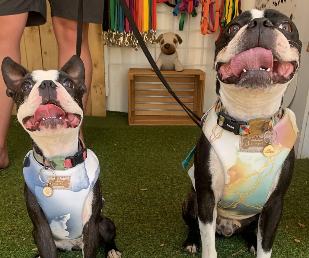 Designer Padded Harnesses – DACHSPAWS