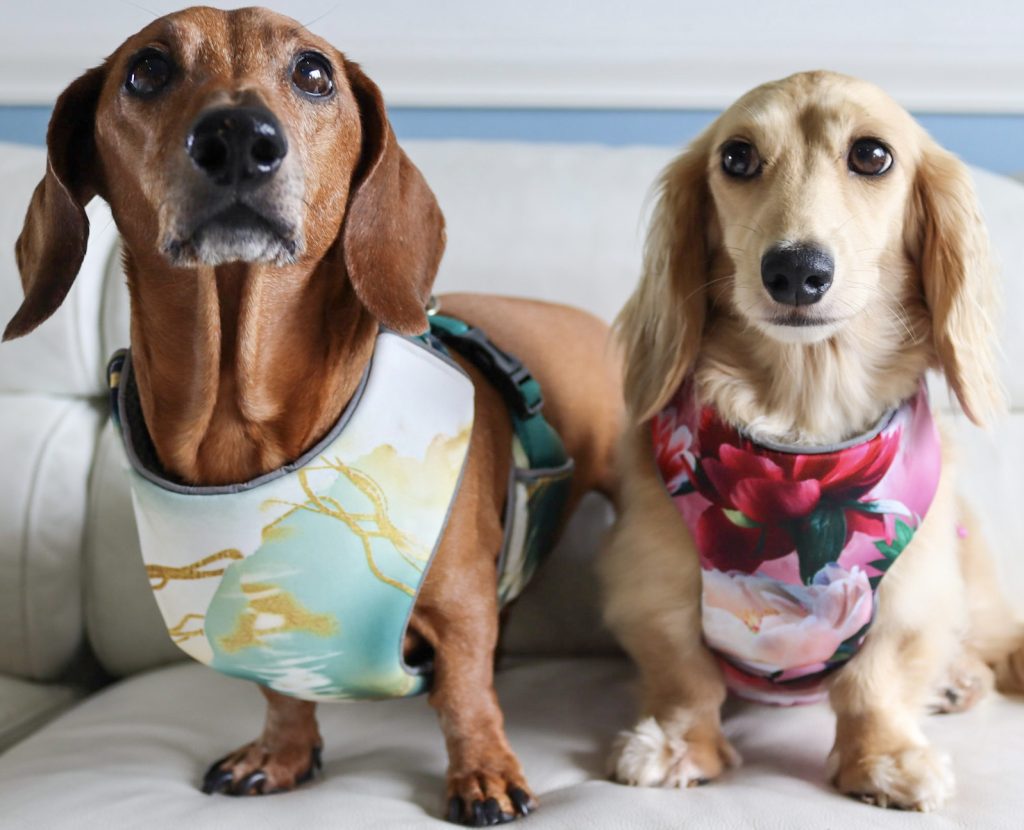 Designer Padded Harnesses – DACHSPAWS