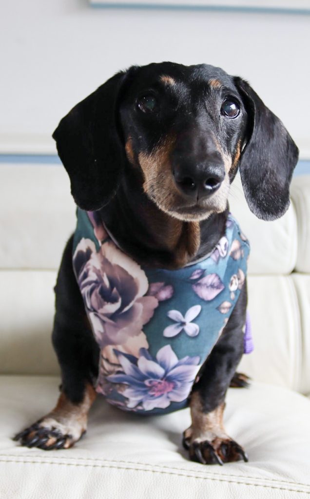 Designer Padded Harnesses – DACHSPAWS